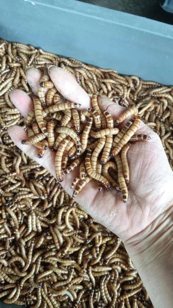 大麦虫养殖赚钱吗_大麦虫养殖技术要点-第2张图片-山城妙识