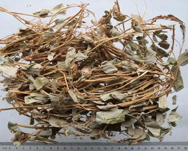 广金钱草的功效与作用_广金钱草能治疗什么病-第2张图片-山城妙识