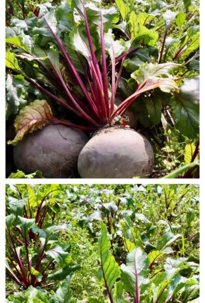 甜菜长什么样子_甜菜根和叶子的区别-第1张图片-山城妙识