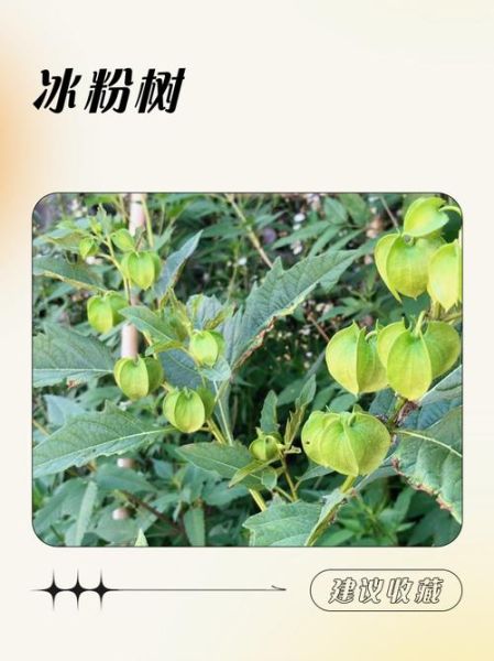 冰粉树是什么植物_冰粉树图片长什么样-第1张图片-山城妙识
