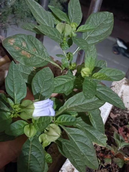 冰粉树是什么植物_冰粉树图片长什么样-第2张图片-山城妙识