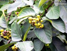 冰粉树是什么植物_冰粉树图片长什么样-第3张图片-山城妙识