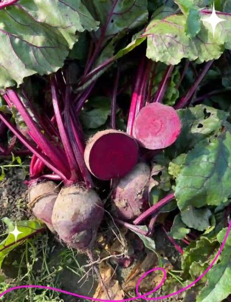 甜菜长什么样子_甜菜根和叶子的区别-第3张图片-山城妙识