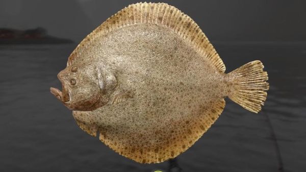 牙鲆和大菱鲆的区别_哪个更好吃-第1张图片-山城妙识