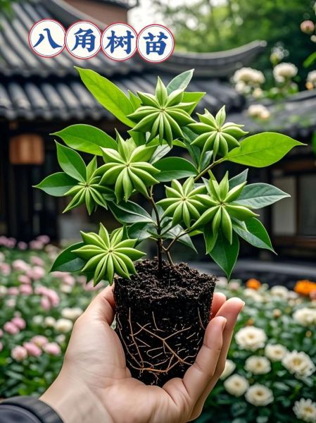 八角树苗怎么种_八角树苗价格多少钱一棵-第1张图片-山城妙识