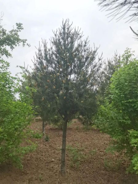 白皮松适合种在哪里_白皮松多久能长大-第2张图片-山城妙识