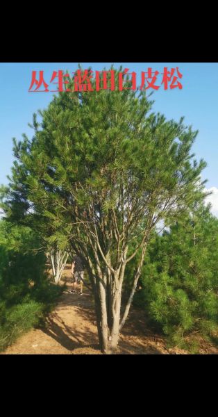 白皮松适合种在哪里_白皮松多久能长大-第3张图片-山城妙识