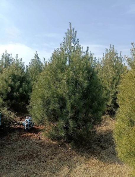 白皮松适合种在哪里_白皮松多久能长大-第1张图片-山城妙识