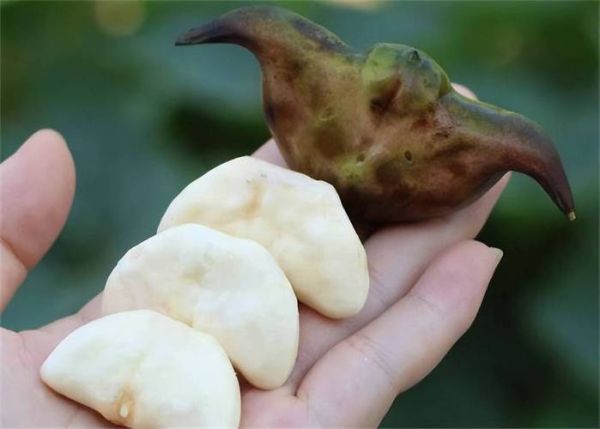 菱角怎么去皮_菱角快速剥皮小窍门-第3张图片-山城妙识