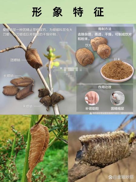 桑螵蛸散方歌功效与主治_桑螵蛸散适合哪些人群-第1张图片-山城妙识