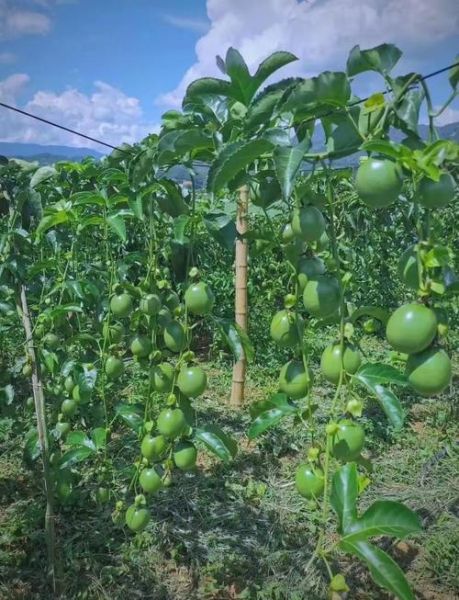 百香果适合什么气候_百香果种植条件有哪些-第2张图片-山城妙识