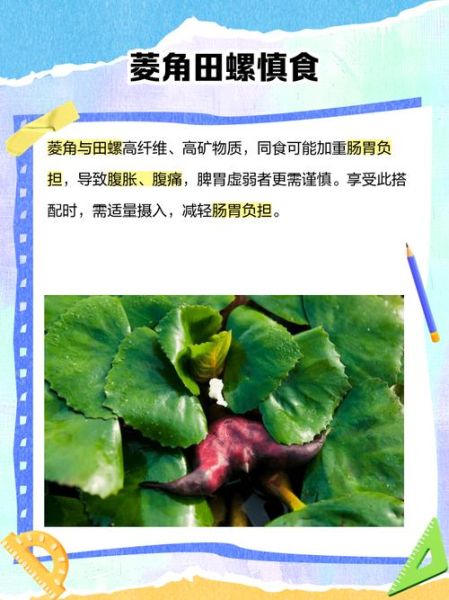 菱角不能和什么一起吃_菱角怎么吃才安全-第1张图片-山城妙识 菱角不能和什么一起吃_菱角怎么吃才安全-第1张图片-山城妙识