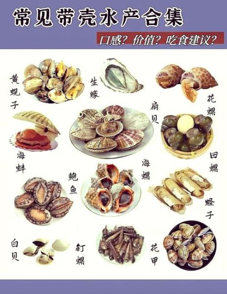 扇贝哪里不能吃_扇贝内脏怎么分辨-第2张图片-山城妙识