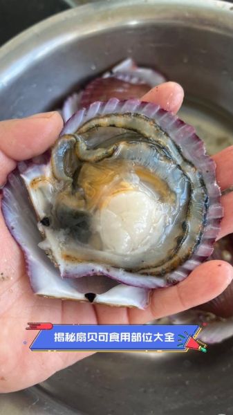 扇贝哪里不能吃_扇贝内脏怎么分辨-第3张图片-山城妙识