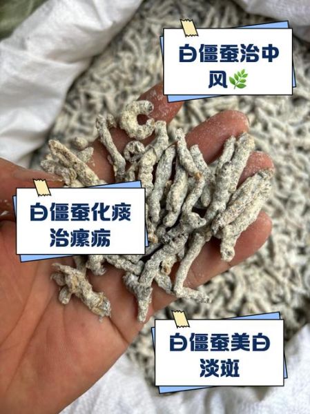 僵蚕的功效与作用及主治_僵蚕能治哪些病-第1张图片-山城妙识