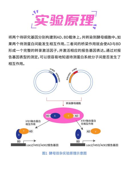 酵母双杂交实验步骤_如何筛选互作蛋白-第1张图片-山城妙识