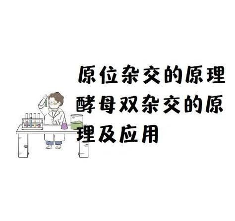 酵母双杂交实验步骤_如何筛选互作蛋白-第2张图片-山城妙识