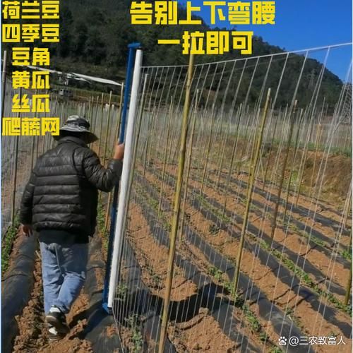 蛇豆角怎么种_蛇豆角种植时间和方法-第2张图片-山城妙识