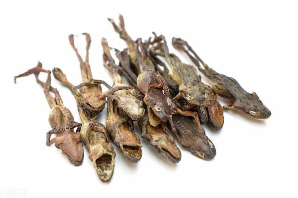 雪蛤多少钱一斤_雪蛤价格影响因素-第3张图片-山城妙识