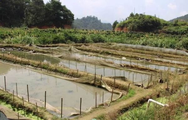 牛蛙养殖污水怎么处理_环保达标技术-第1张图片-山城妙识 牛蛙养殖污水怎么处理_环保达标技术-第1张图片-山城妙识
