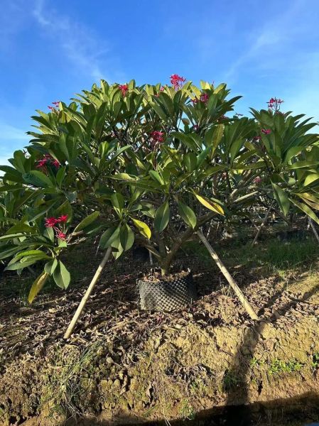 红鸡蛋花树怎么养_红鸡蛋花树花期多长-第1张图片-山城妙识 红鸡蛋花树怎么养_红鸡蛋花树花期多长-第1张图片-山城妙识