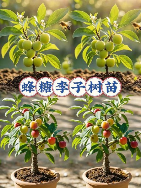 李子树图片大全大图_李子树品种怎么区分-第2张图片-山城妙识