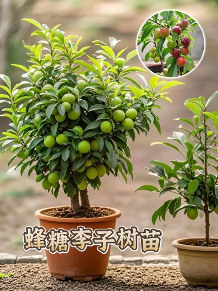 李子树图片大全大图_李子树品种怎么区分-第1张图片-山城妙识