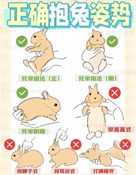 兔子怎么养它会和你熟_新手必看互动技巧-第1张图片-山城妙识