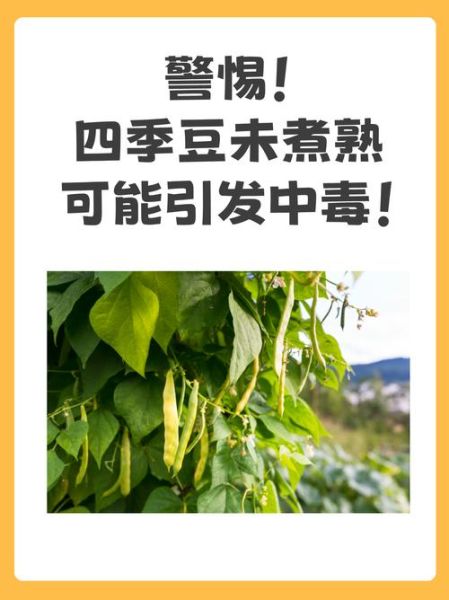 四季豆不能和什么一起吃_中毒真相-第1张图片-山城妙识