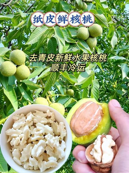 鲜核桃的营养价值及功效_鲜核桃一天吃几个最好-第2张图片-山城妙识