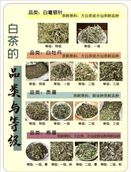 福鼎白茶功效与作用_福鼎白茶适合什么人喝-第1张图片-山城妙识