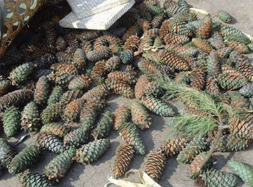 松子死前握着什么_松子最后握的东西象征什么-第2张图片-山城妙识