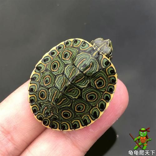 甜甜圈龟多少钱一只_甜甜圈龟价格影响因素-第2张图片-山城妙识 甜甜圈龟多少钱一只_甜甜圈龟价格影响因素-第2张图片-山城妙识