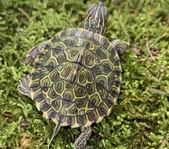 甜甜圈龟多少钱一只_甜甜圈龟价格影响因素-第1张图片-山城妙识 甜甜圈龟多少钱一只_甜甜圈龟价格影响因素-第1张图片-山城妙识