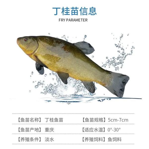 丁桂鱼养殖技术_丁桂鱼养殖利润怎么样-第1张图片-山城妙识 丁桂鱼养殖技术_丁桂鱼养殖利润怎么样-第1张图片-山城妙识