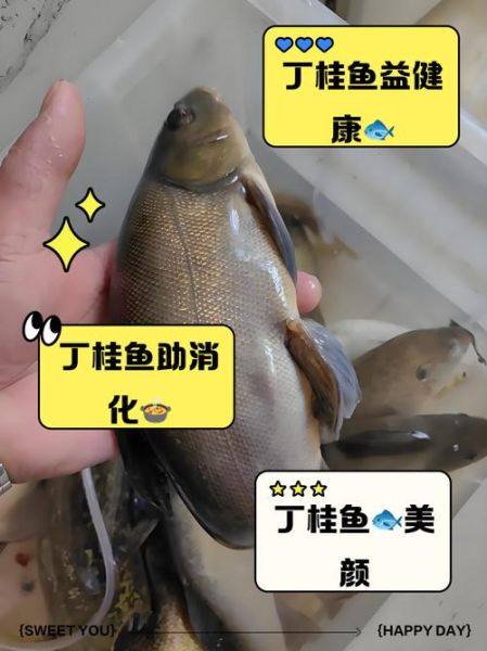 丁桂鱼养殖技术_丁桂鱼养殖利润怎么样-第3张图片-山城妙识 丁桂鱼养殖技术_丁桂鱼养殖利润怎么样-第3张图片-山城妙识