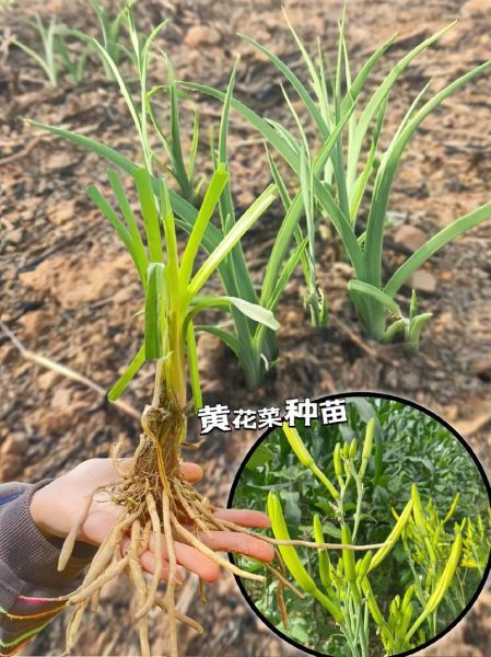 黄花菜种苗基地在哪里_如何挑选优质种苗-第1张图片-山城妙识