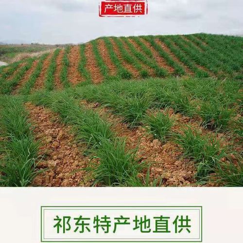 黄花菜种苗基地在哪里_如何挑选优质种苗-第3张图片-山城妙识