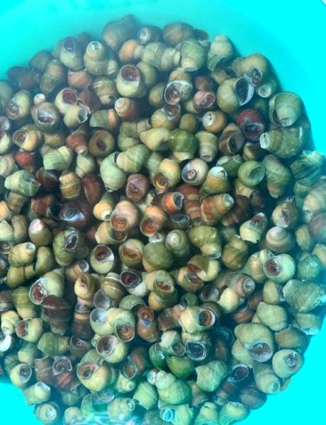 清水田螺怎么清洗_清水田螺怎么炒好吃-第1张图片-山城妙识 清水田螺怎么清洗_清水田螺怎么炒好吃-第1张图片-山城妙识