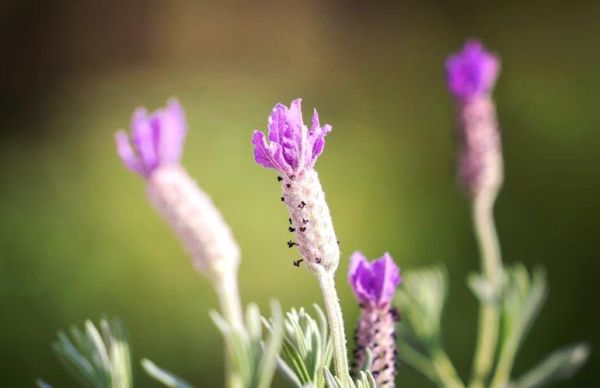 薰衣草图片大全高清图片_如何挑选适合做壁纸的薰衣草图-第3张图片-山城妙识