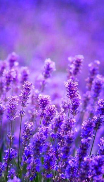 薰衣草图片大全高清图片_如何挑选适合做壁纸的薰衣草图-第1张图片-山城妙识