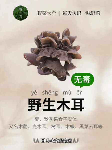 野生木耳能吃吗_怎么分辨有毒-第1张图片-山城妙识
