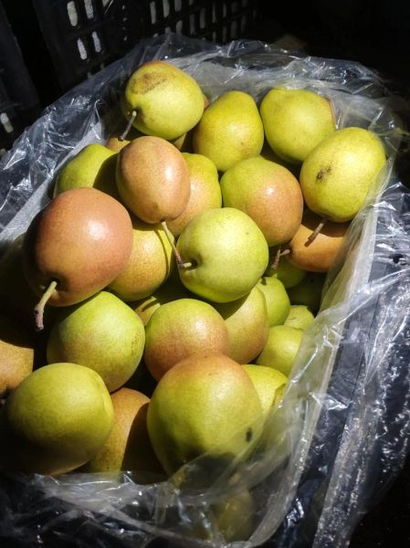 红香酥梨什么时候成熟_红香酥梨产地哪里最好-第2张图片-山城妙识