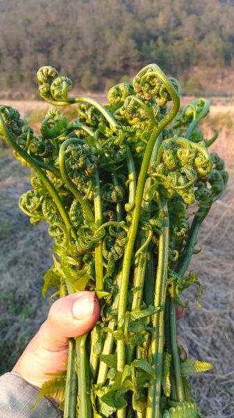 水蕨菜的功效与作用_水蕨菜的副作用有哪些-第3张图片-山城妙识