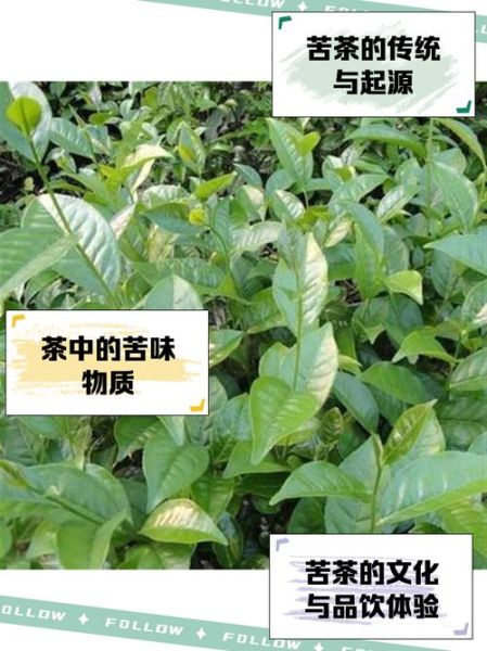 苦茶的功效与作用_苦茶能减肥吗-第1张图片-山城妙识 苦茶的功效与作用_苦茶能减肥吗-第1张图片-山城妙识