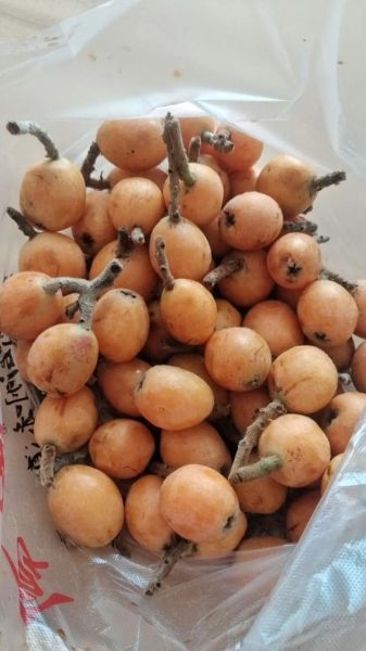 枇杷多少钱一斤_枇杷价格受哪些因素影响-第3张图片-山城妙识 枇杷多少钱一斤_枇杷价格受哪些因素影响-第3张图片-山城妙识