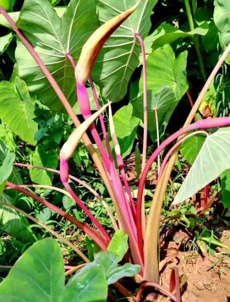 芋头花怎么做好吃_芋头花有什么功效-第2张图片-山城妙识