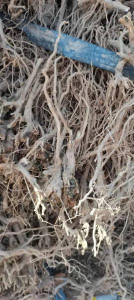 枸杞根长什么样_枸杞根图片特征-第2张图片-山城妙识 枸杞根长什么样_枸杞根图片特征-第2张图片-山城妙识