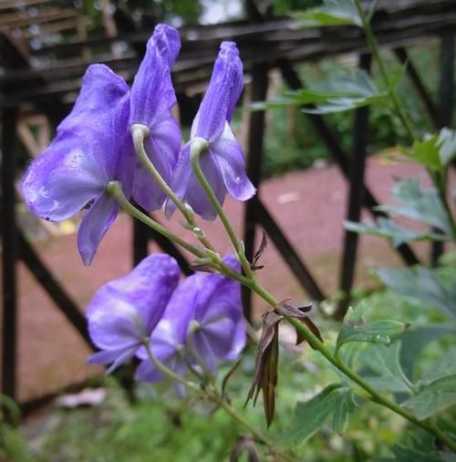 乌头的功效与作用_乌头中毒怎么办-第2张图片-山城妙识 乌头的功效与作用_乌头中毒怎么办-第2张图片-山城妙识