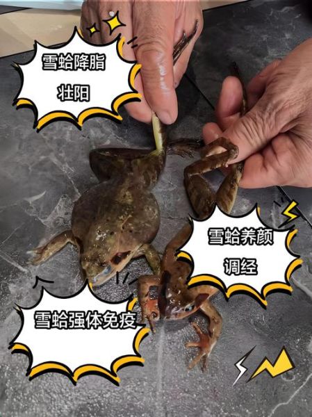 女人多久吃一次雪蛤_雪蛤多久吃一次最好-第1张图片-山城妙识